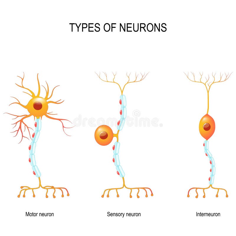 Neurona Sensorial, Neurona De Motor, E Interneuron Ilustración del ...