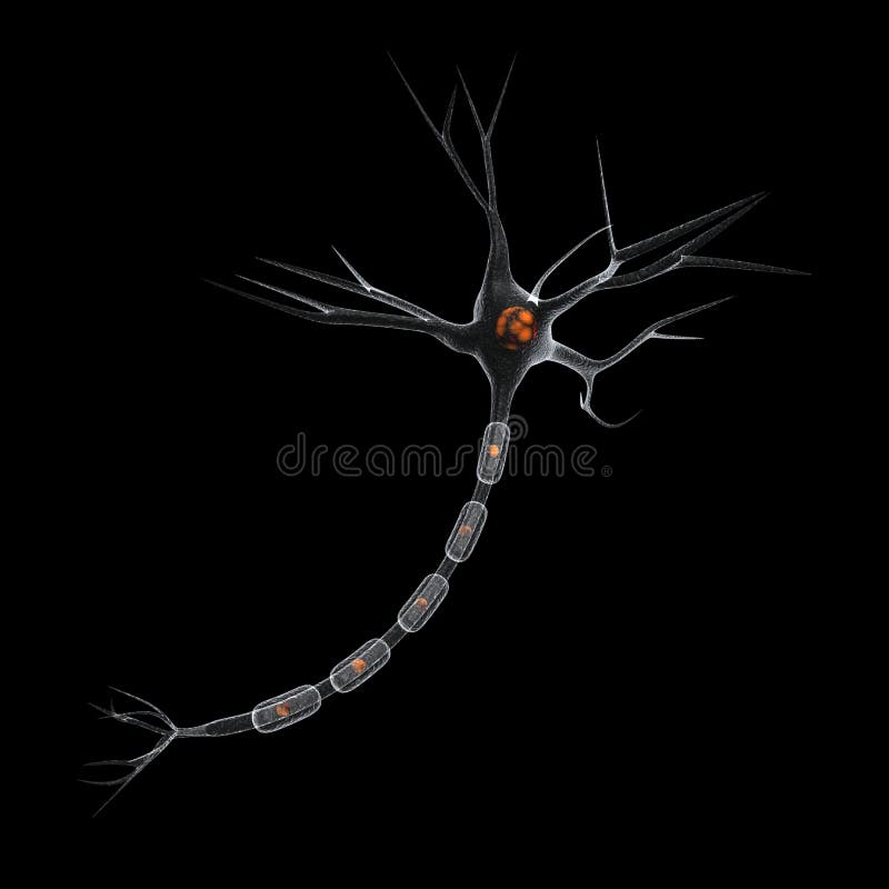 Neurone illustration stock. Illustration du biologique - 771550
