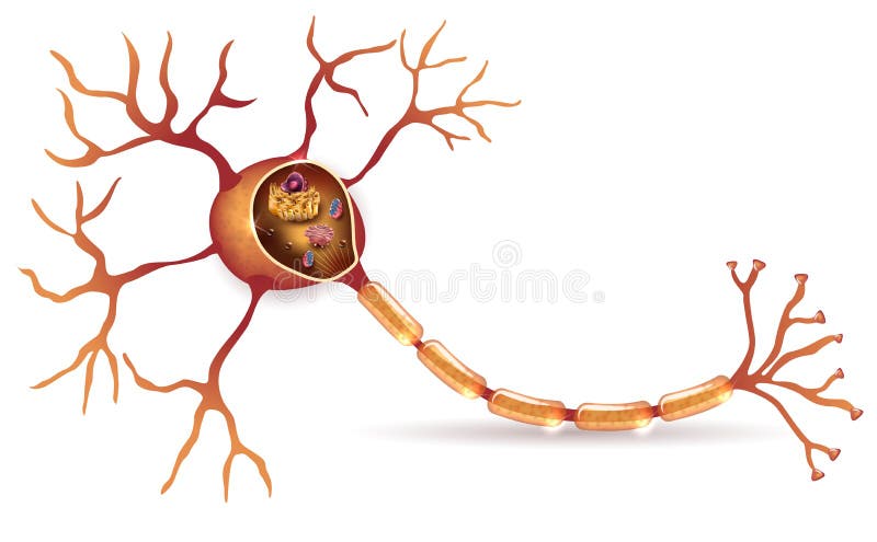 Neurone Sensoriel, Neurone Moteur, Et Interneuron Illustration de ...
