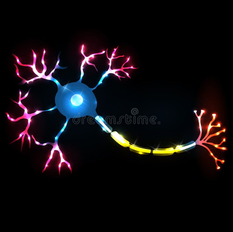 Neurone, Anatomie De Cellule Nerveuse Illustration de Vecteur ...