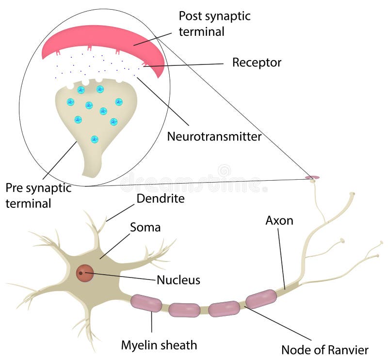 Diagramma Etichettato Di Neurone E Sinapsi Illustrazione Vettoriale ...
