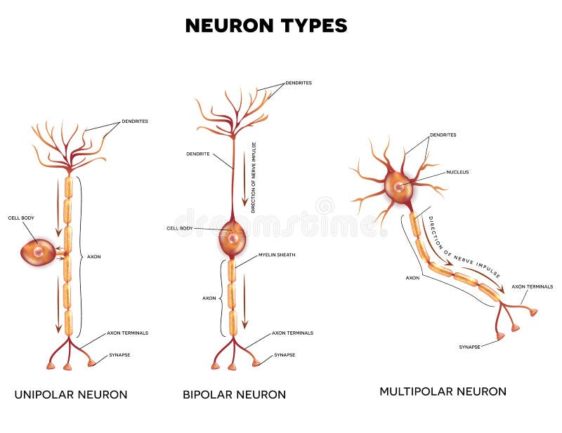 Verschillende Soorten Neuronen Vector Illustratie - Illustration of ...