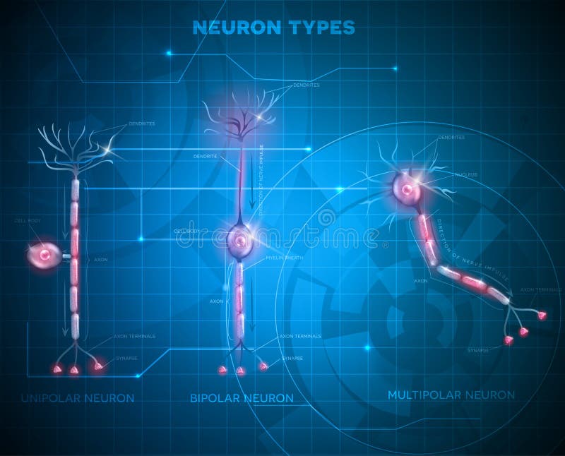 Eenpolig Neuron, De Neuronen Van Zenuwcellen Vector Illustratie ...