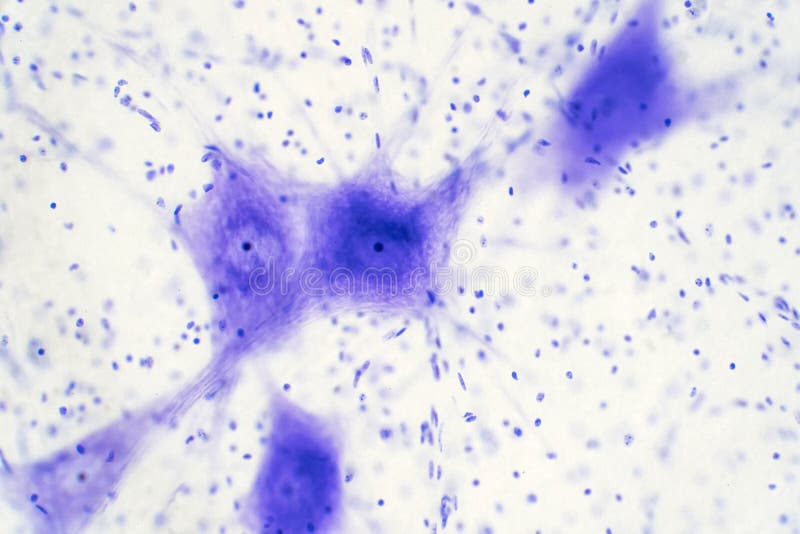 Human Nerve Cells Under Microscope