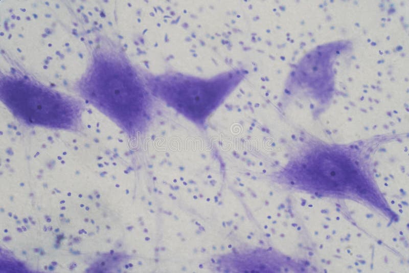 Neurons Cells from the Brain Under the Microscope View. Stock Photo ...