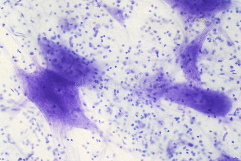 Neurons Cells from the Brain Under the Microscope View. Stock Image ...