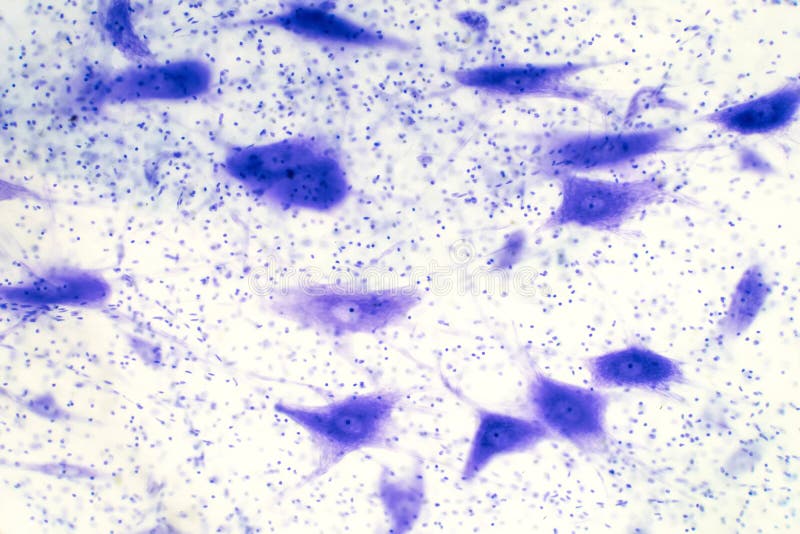 Neurons Cells from the Brain Under the Microscope View Stock Image ... Neurons Cells from the Brain Under the Microscope View Stock Image ...