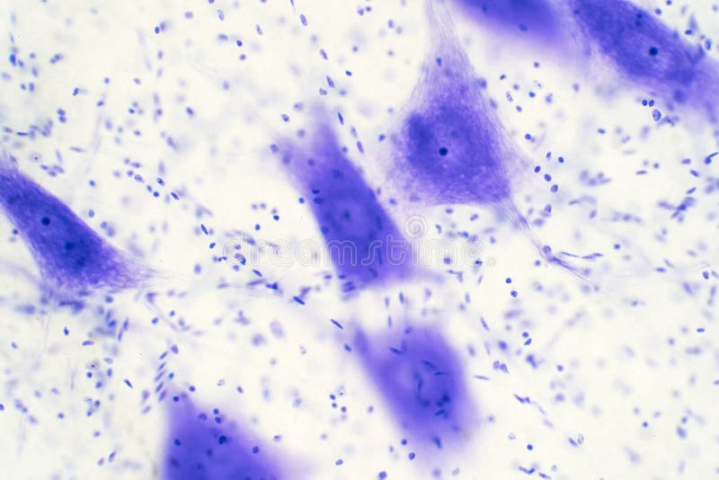 Neurons Cells from the Brain Under the Microscope View Stock Image ...