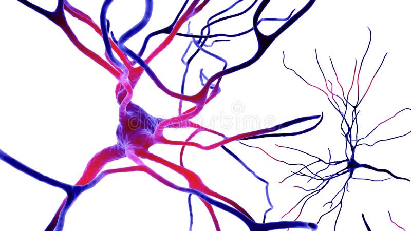 Contralateral Side Stock Illustrations – 14 Contralateral Side Stock ...