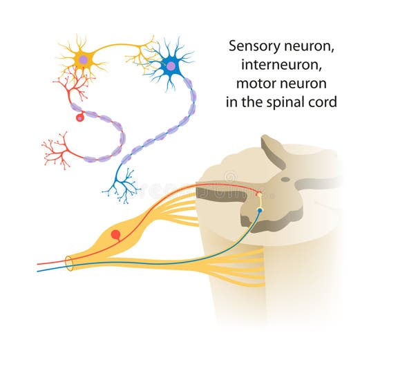 Neurons are Found in the Nervous System, Divided into Three Classes ...