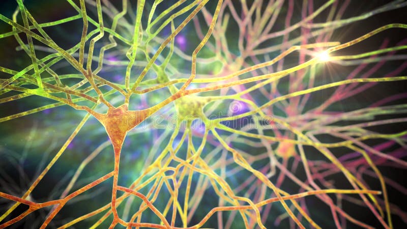 Pyramidal Neurons, Human Brain Cells Stock Illustration - Illustration ...