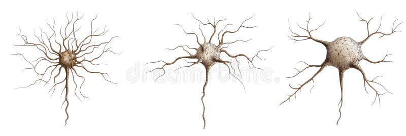 Neurons with Intricate Dendritic Structures, Showcasing Various Shapes ...