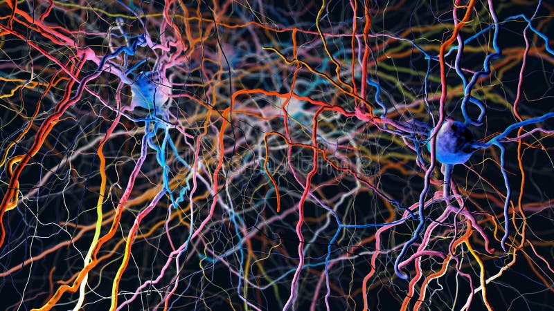 Neurons or Nerve Cells Connected in Neuronal Network Stock Illustration ...