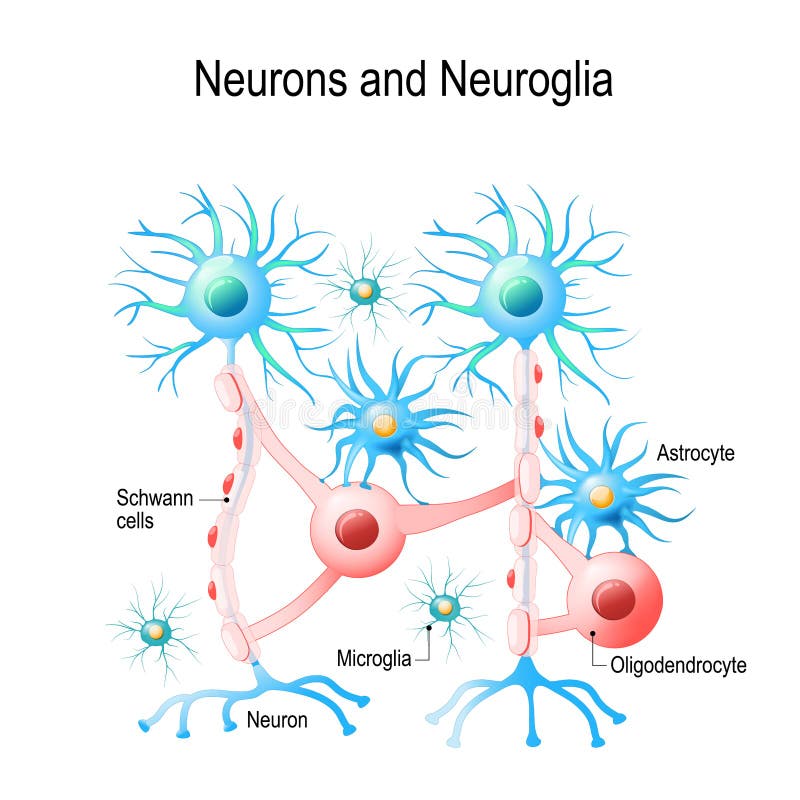 Compare Neurons And Neuroglia Compare Neurons And Neuroglia