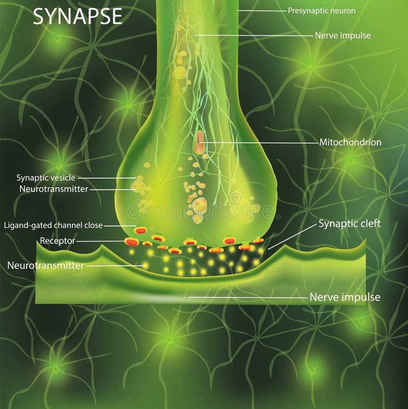 Anatomy Synapse Cells. Transmission Signal of Impulse in a Living ... Anatomy Synapse Cells. Transmission Signal of Impulse in a Living ...
