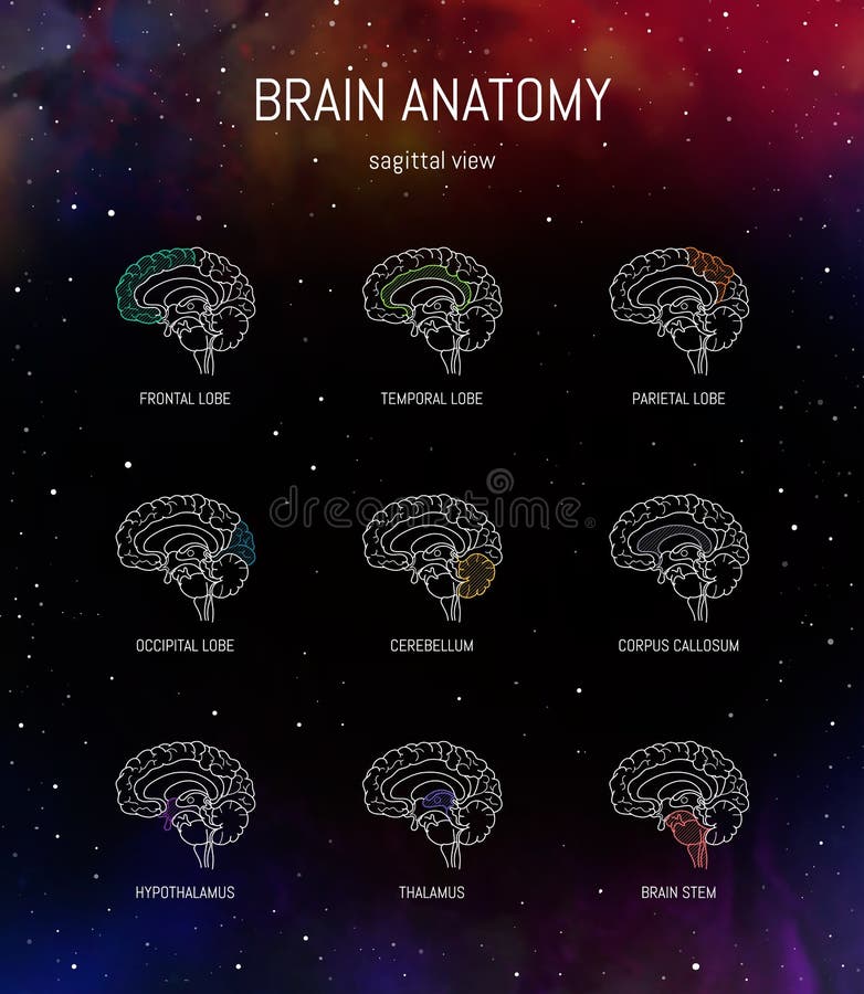 Neuroscience Infographic on Space Background. Human Brain Lobes and ...