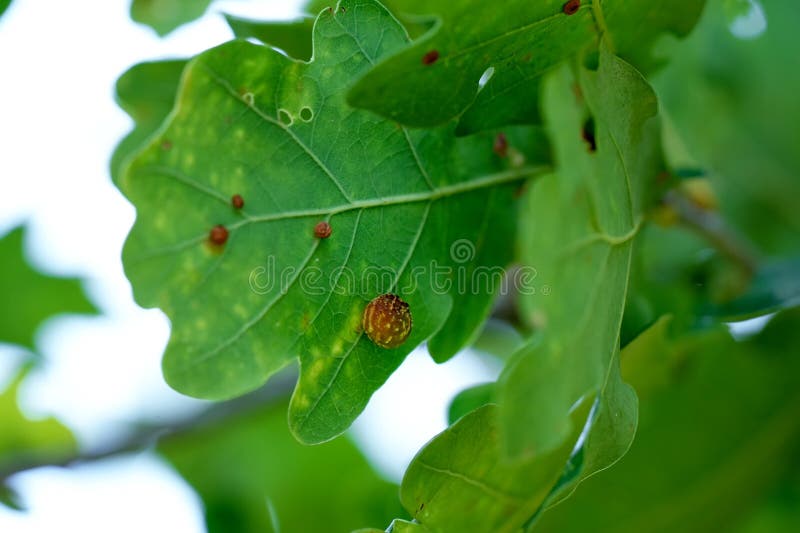 294 Oak Tree Gall Wasp Stock Photos - Free & Royalty-Free Stock Photos ...