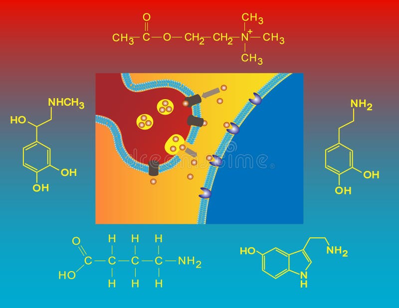 Neurotransmitters stock illustration. Illustration of neuroscience ...