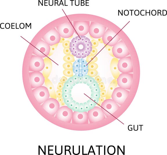 Neurulation. the Process of Neurulation . Human Embryonic Development ...