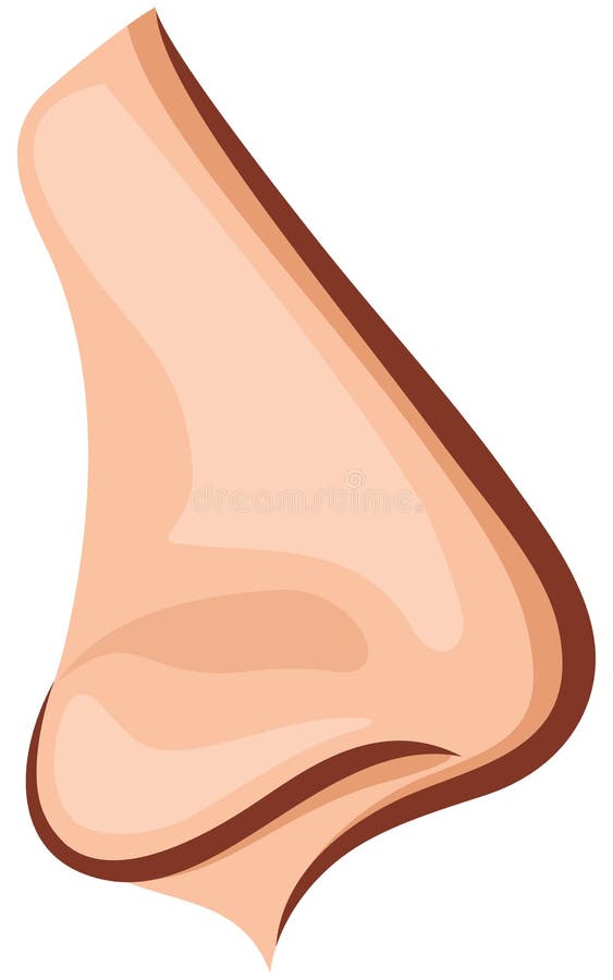 Menselijke Neus Clipart Voor Kinderen