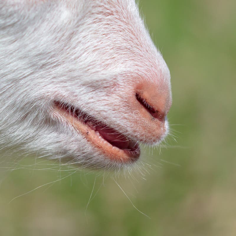 Geitenweiden stock foto. Image of panorama, landschap - 164960370