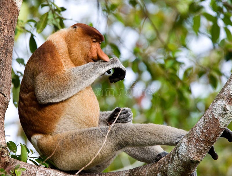 Neusaap Mannetje Stock Photos - Free & Royalty-Free Stock Photos from ...