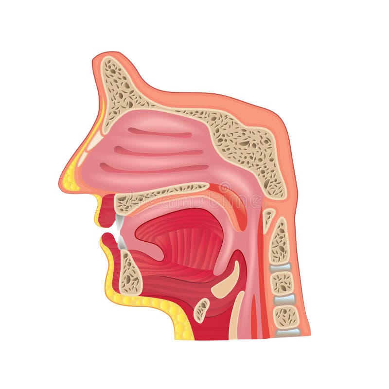 De anatomie van de neus vector illustratie. Illustration of doos - 29506621