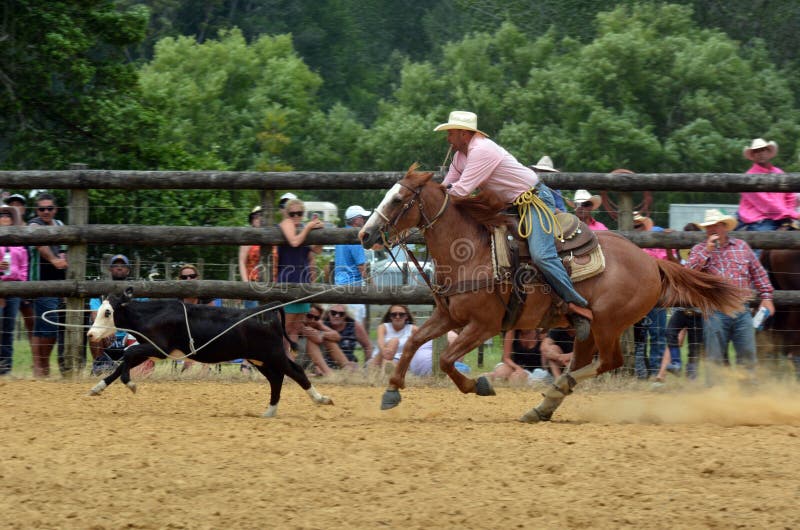 Neuseeland-Rodeo - Ochse Roping Redaktionelles Foto - Bild von ...