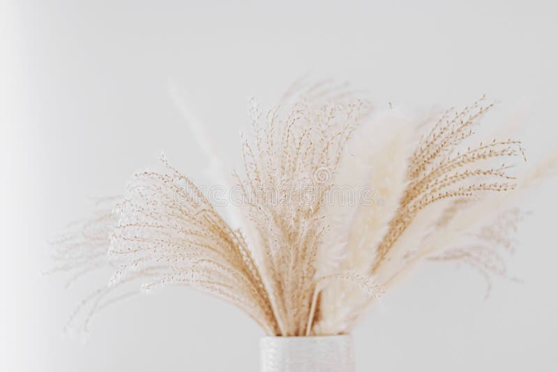 Neutral Dry Plants in Vase and Wall with Copyspace, Home Decor and ...