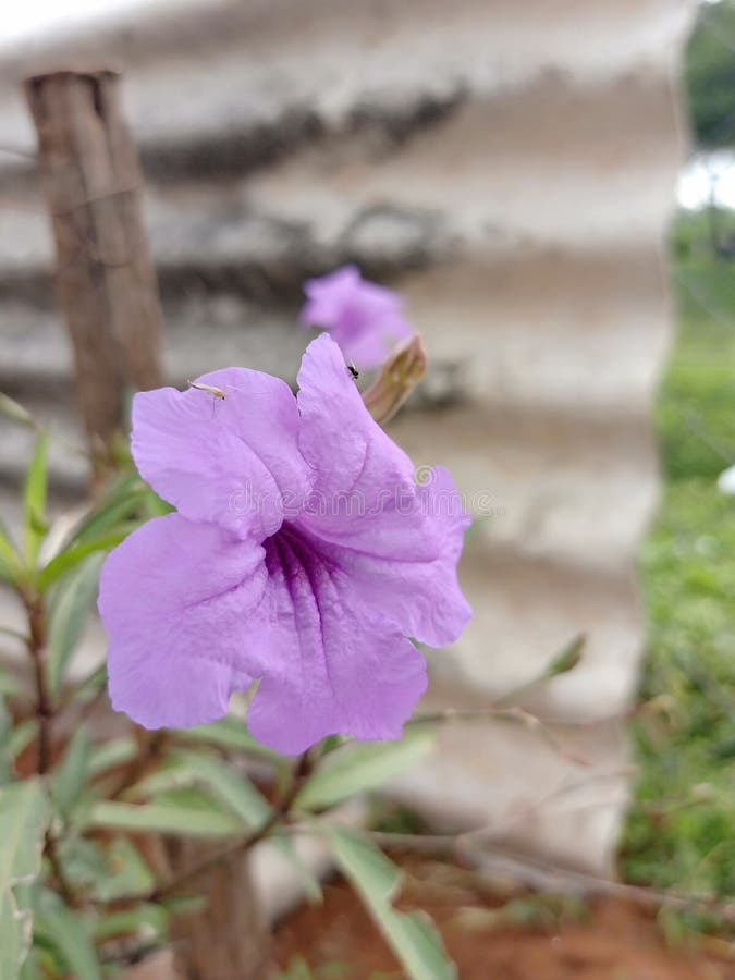 Neutral Flower Face on Earth Stock Image - Image of earth, icon: 182049539