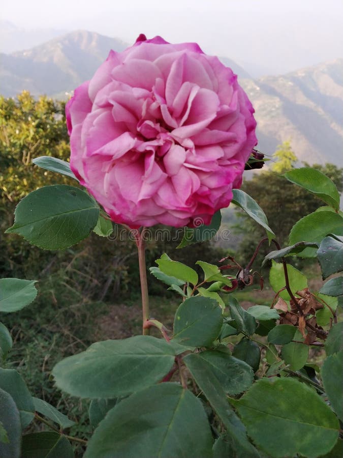 Neutral stock photo. Image of neutral, rose, garden - 144639542