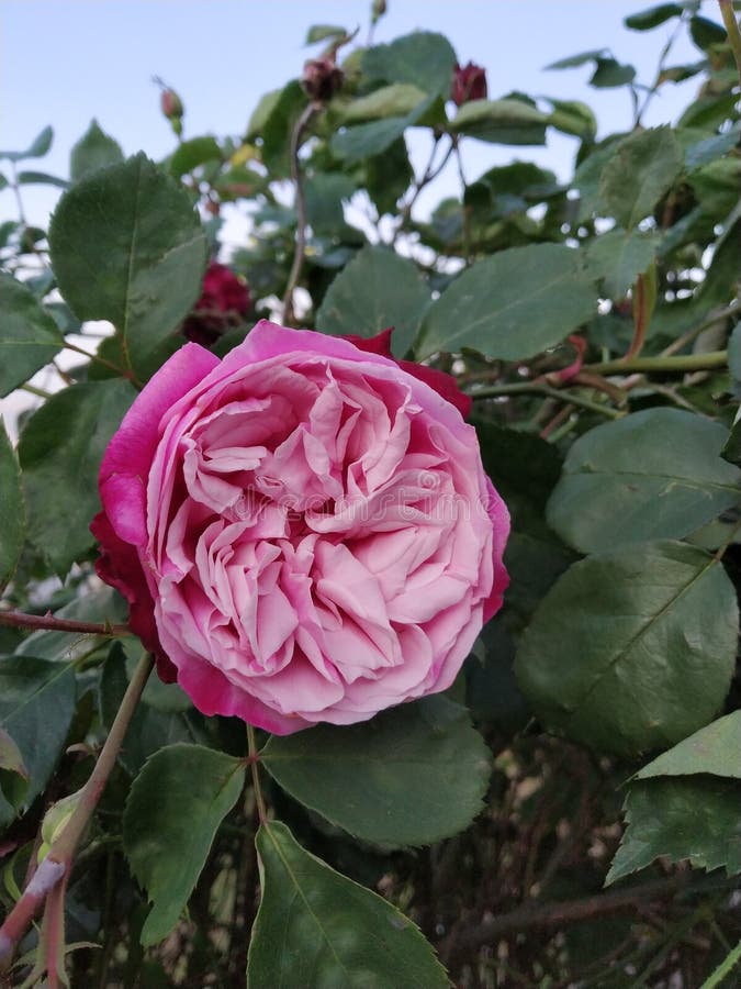 Neutral stock image. Image of beautiful, pink, neutral - 144639607