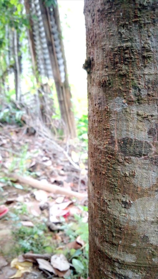 Neutral wallpaper stock photo. Image of trees, dslr - 126909056