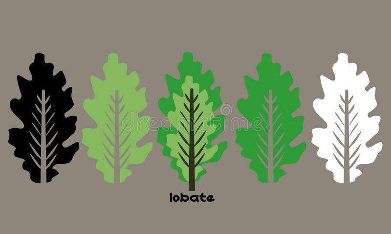 Vector Illustration Set Lobate Leaves Stock Vector - Illustration of ...