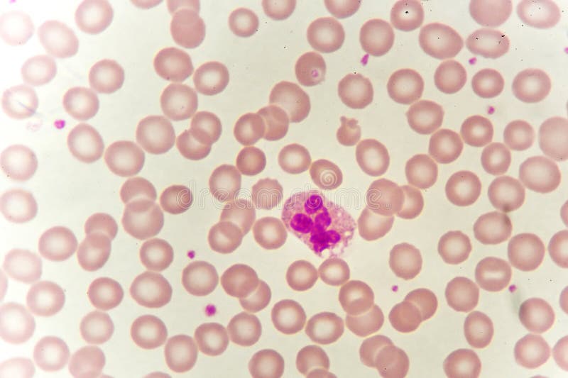 Neutrophil cell stock photo. Image of microscopic, health - 97102014