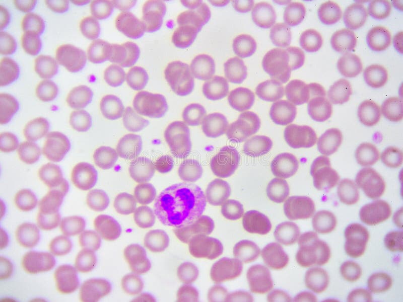 Neutrophil cell stock image. Image of basophil, microscopy - 93637935
