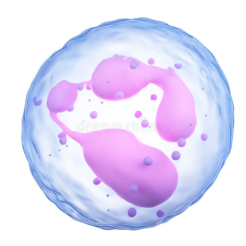 A neutrophil stock illustration. Image of rendering, medically - 58448897
