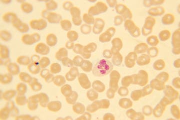 Neutrophil stock photo. Image of beripheral, cell, microscope - 42788322