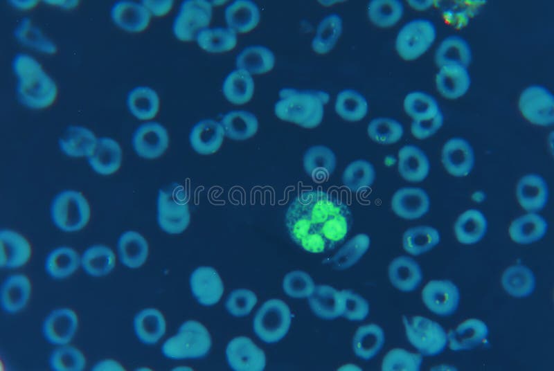 Neutrophil stock photo. Image of acid, medical, monocyte - 42788458