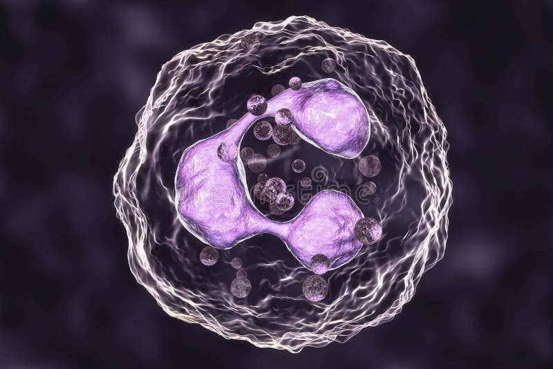 Globule blanc illustration stock. Illustration du leucocyte - 85837932