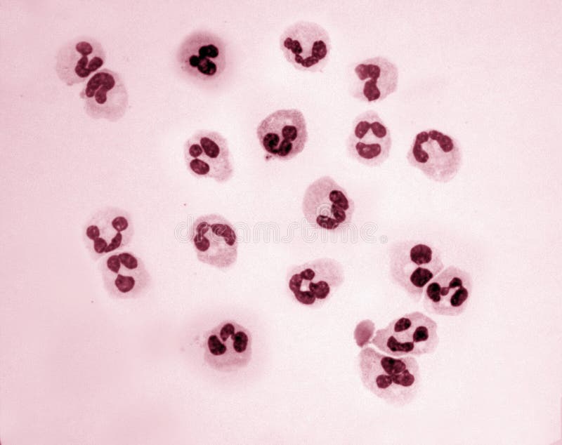 Neutrophiles image stock. Image du recherche, biologie - 23724387