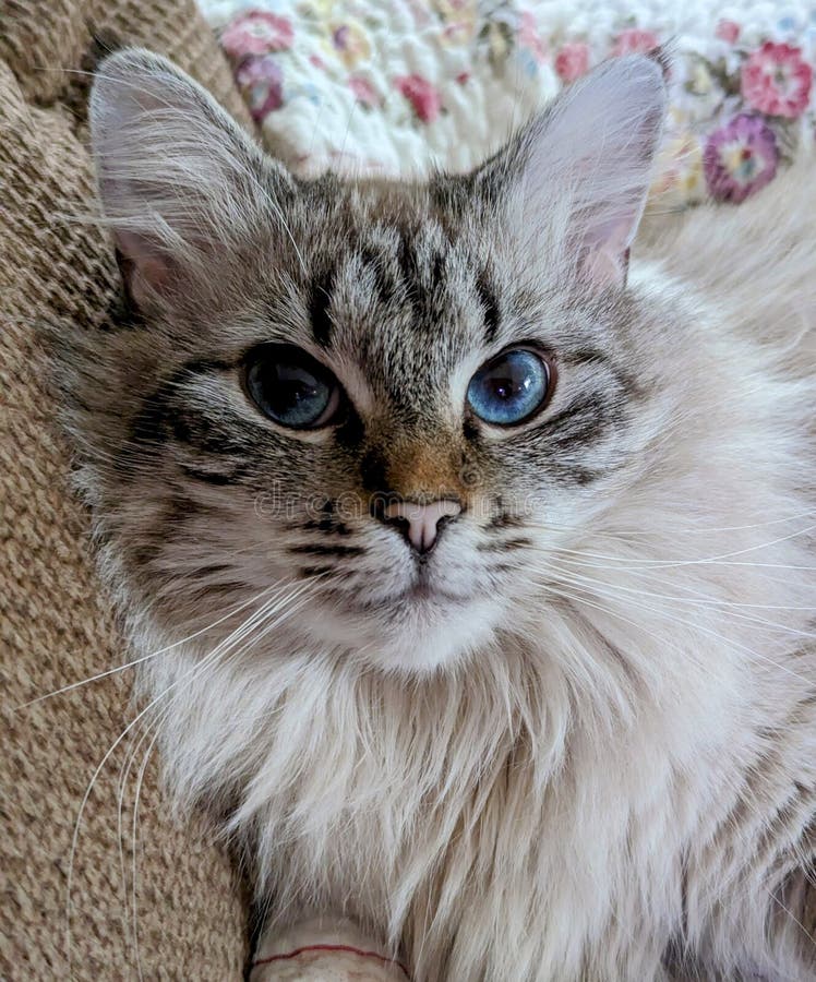 Neva Masquerade Cat with Deep Blue Eyes Stock Image - Image of neva ...