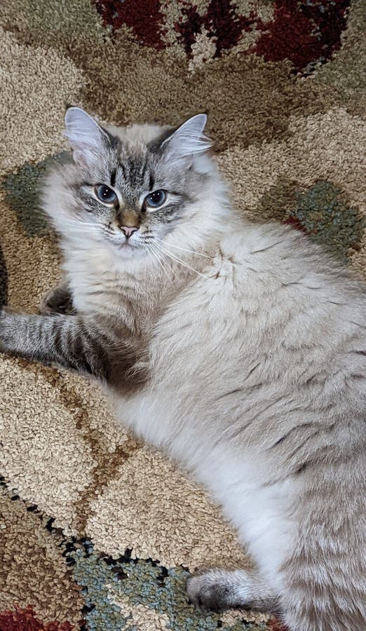 Neva Masquerade Cat One Year of Age Stock Photo - Image of mammal ...