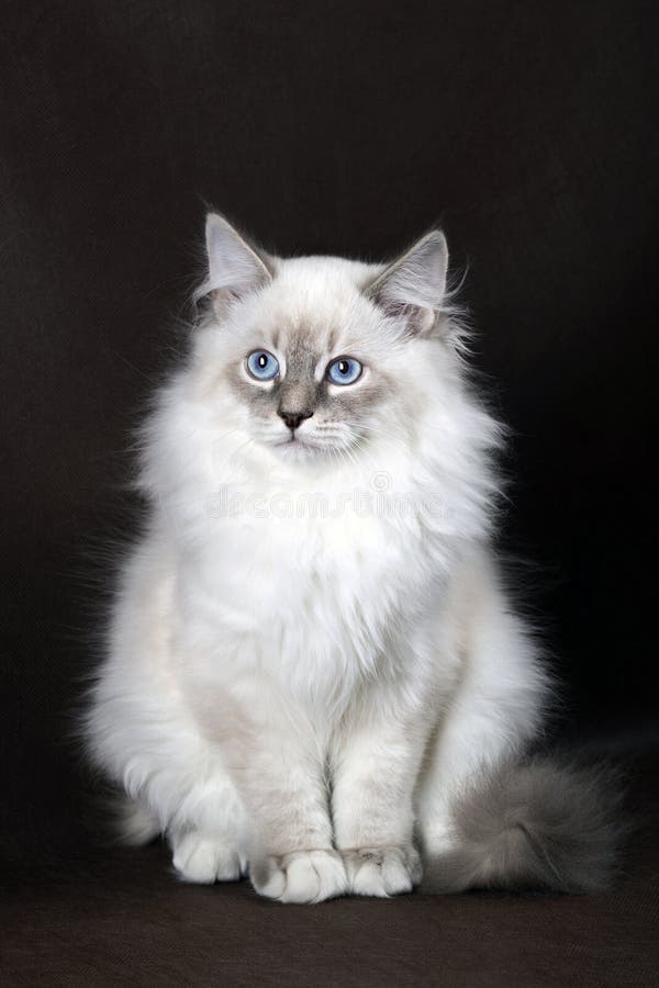 Neva Masquerade Kitten on Brown Background Stock Image - Image of lynx ...