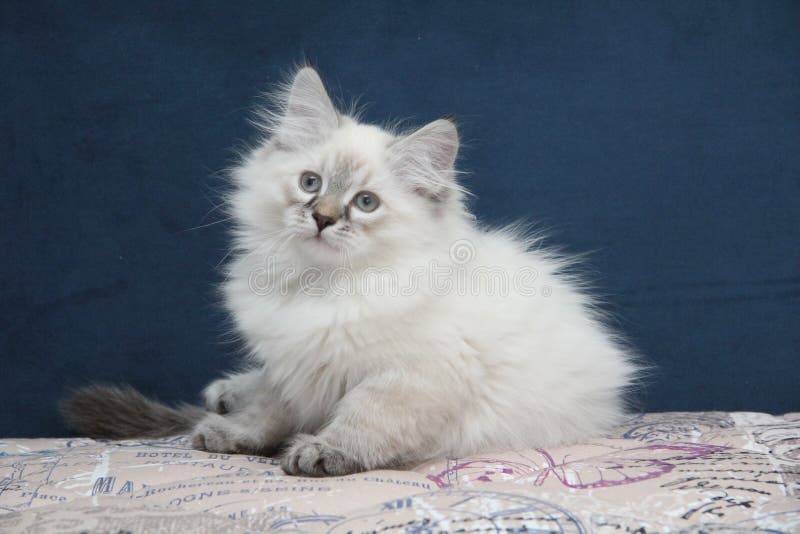 Neva Masquerade Puppy Of Siberian Cat Stock Photo - Image of blue ...