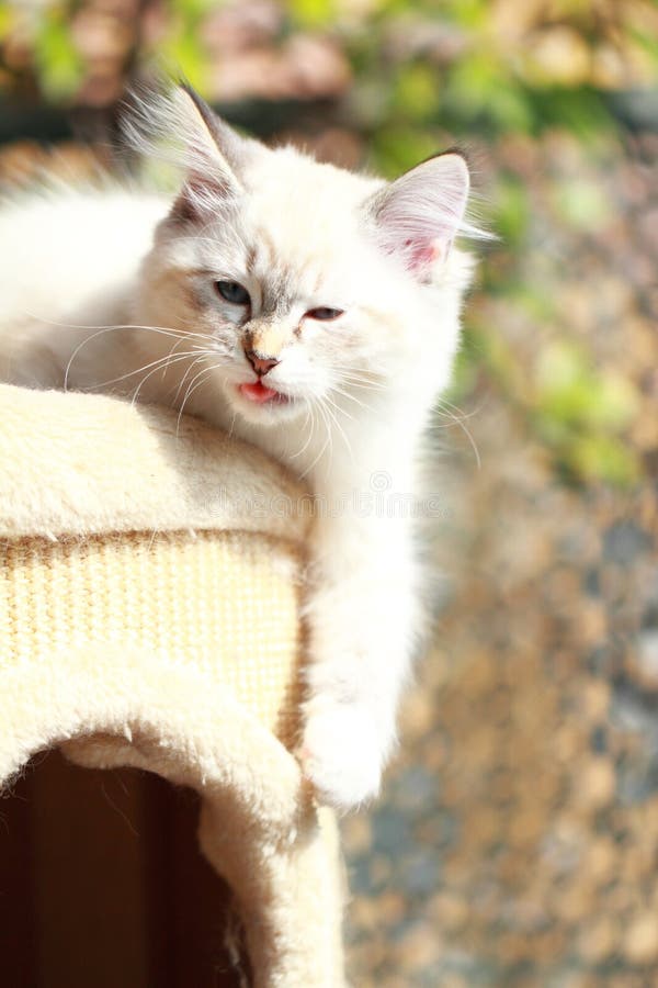 Neva Masquerade Kitten, Siberian Breed Stock Image - Image of ...