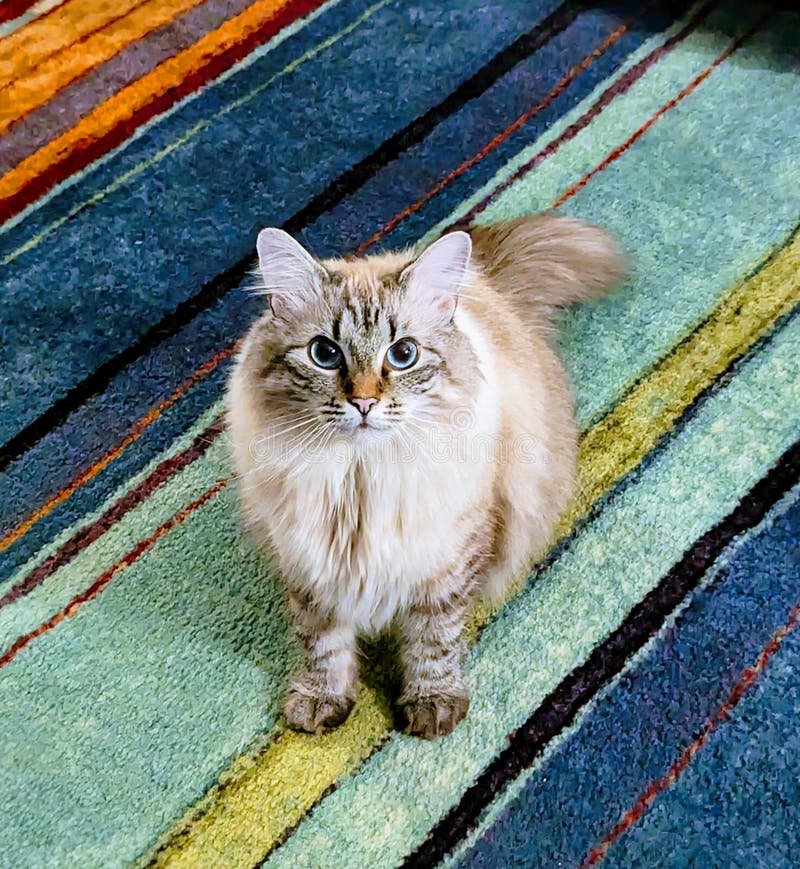 Neva Masquerade Posing on Rug Stock Image - Image of neva, posing ...