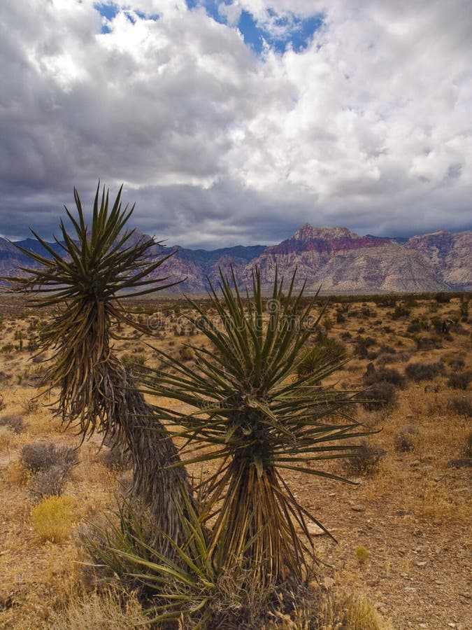 Nevada desert stock image. Image of plants, arid, josua - 8491127