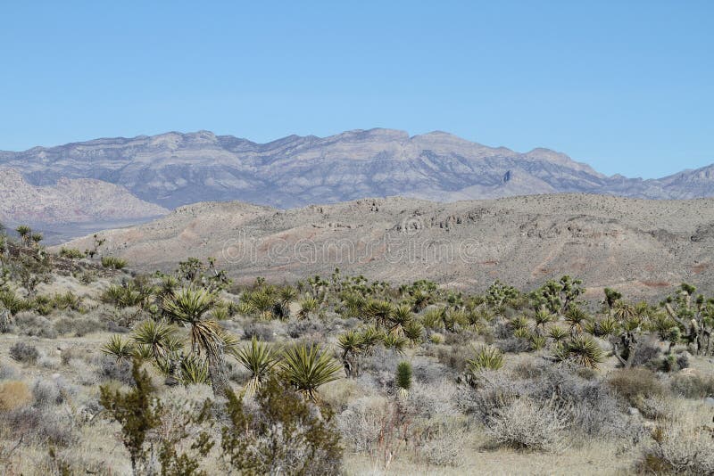 Nevada: Desert Mountains with Yucca Trees Stock Image - Image of mojave ...
