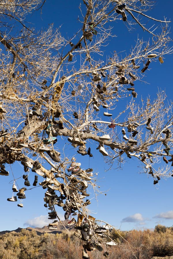 Nevada Shoe Tree editorial stock image. Image of curious - 24303784